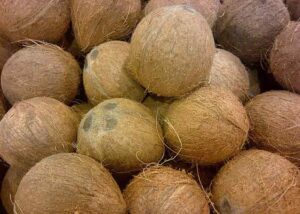 Aura Agro Exports – Exporters from Pollachi